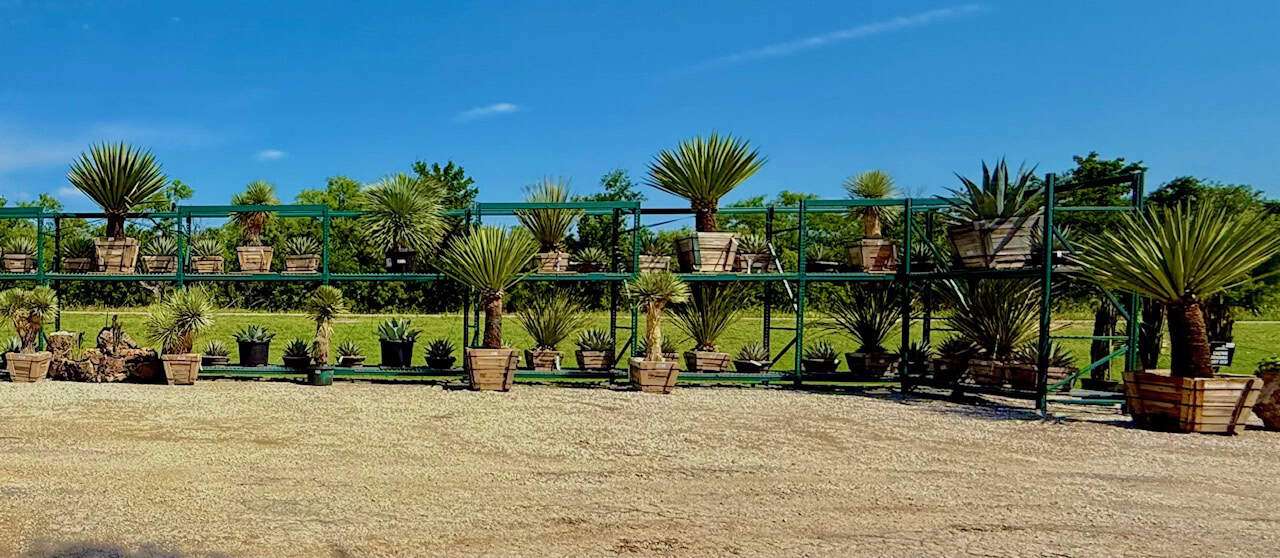 Native Plants & Trees in Texas | Retail Nursery & Tree Farm