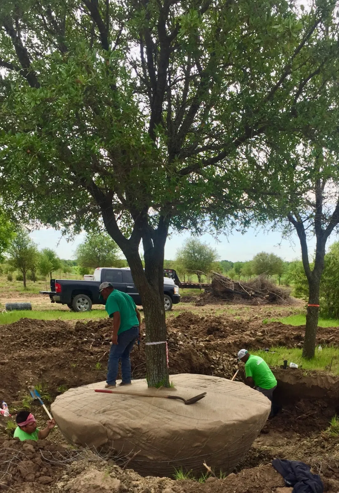 Texas Oak Tree Planting in October - Let Us Do It Landsca