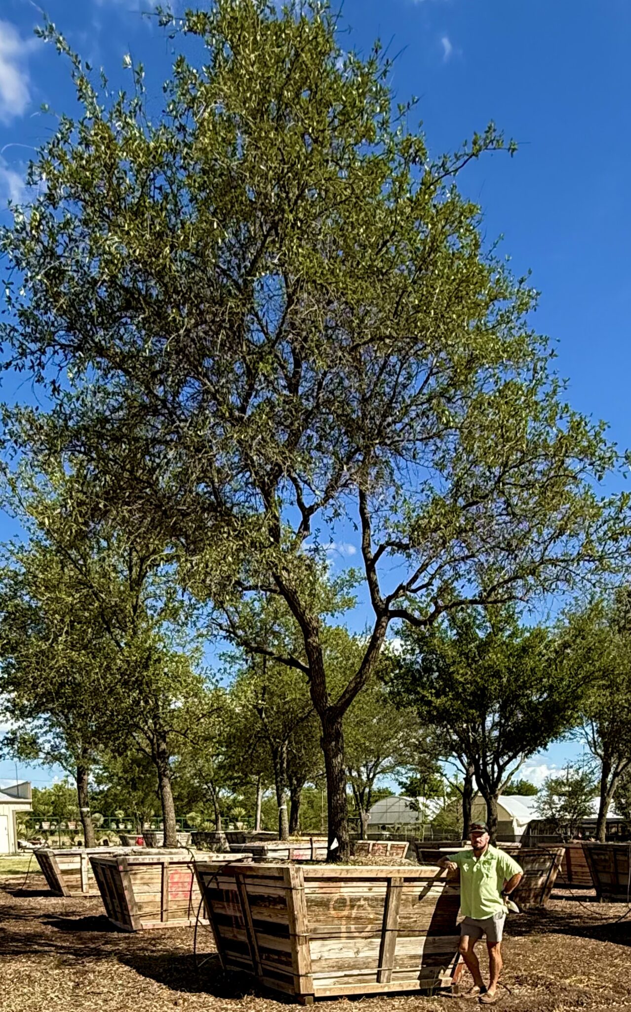 Oversized Tree Installation | Let Us Do It Landscaping.